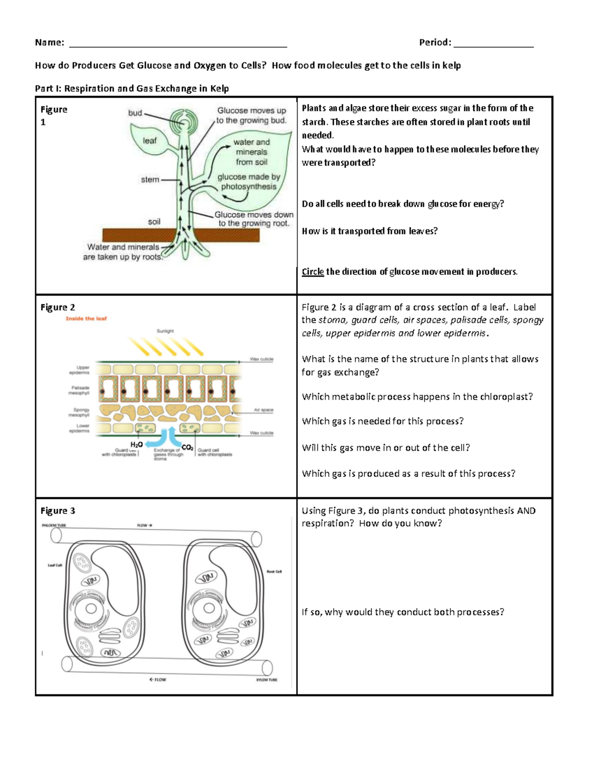 How Producers & Consumers Deliver Oxygen & Glucose to Cells (Bio 101 ...