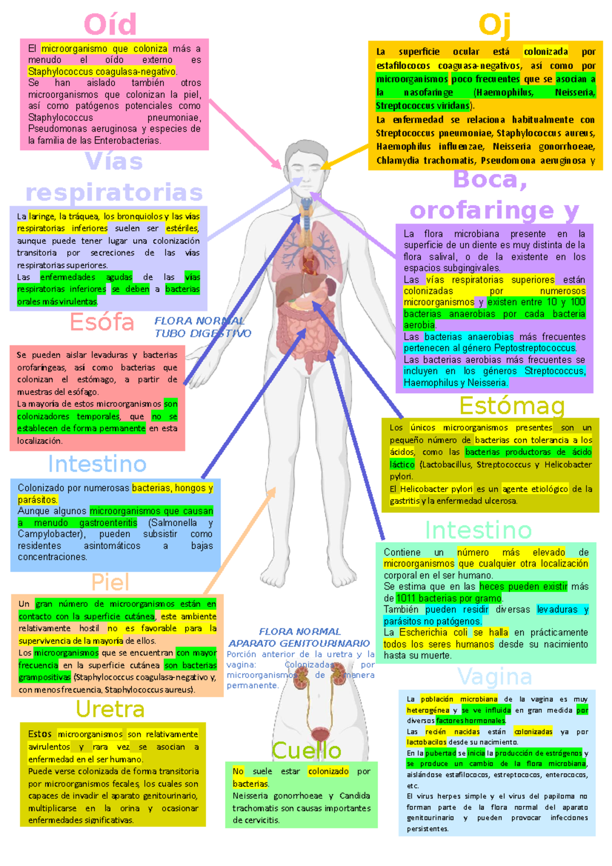 Flora Normal de Microorganismos en el Cuerpo Humano - Studocu