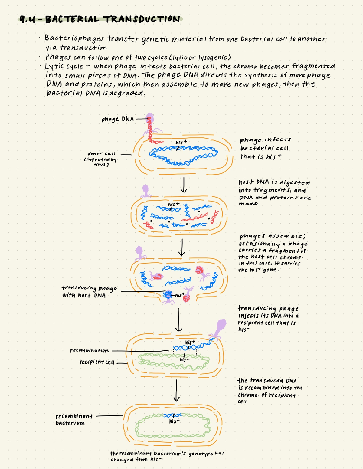 chapter 9 notes - 9 BACTERIAL TRANSPUCTION Bacteriophages transfer ...