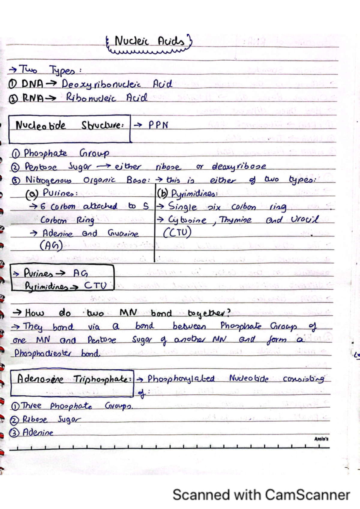 Biosynthesis + Cell Cycle - Nucleic Acids ) Two Types: 1 DNA ...