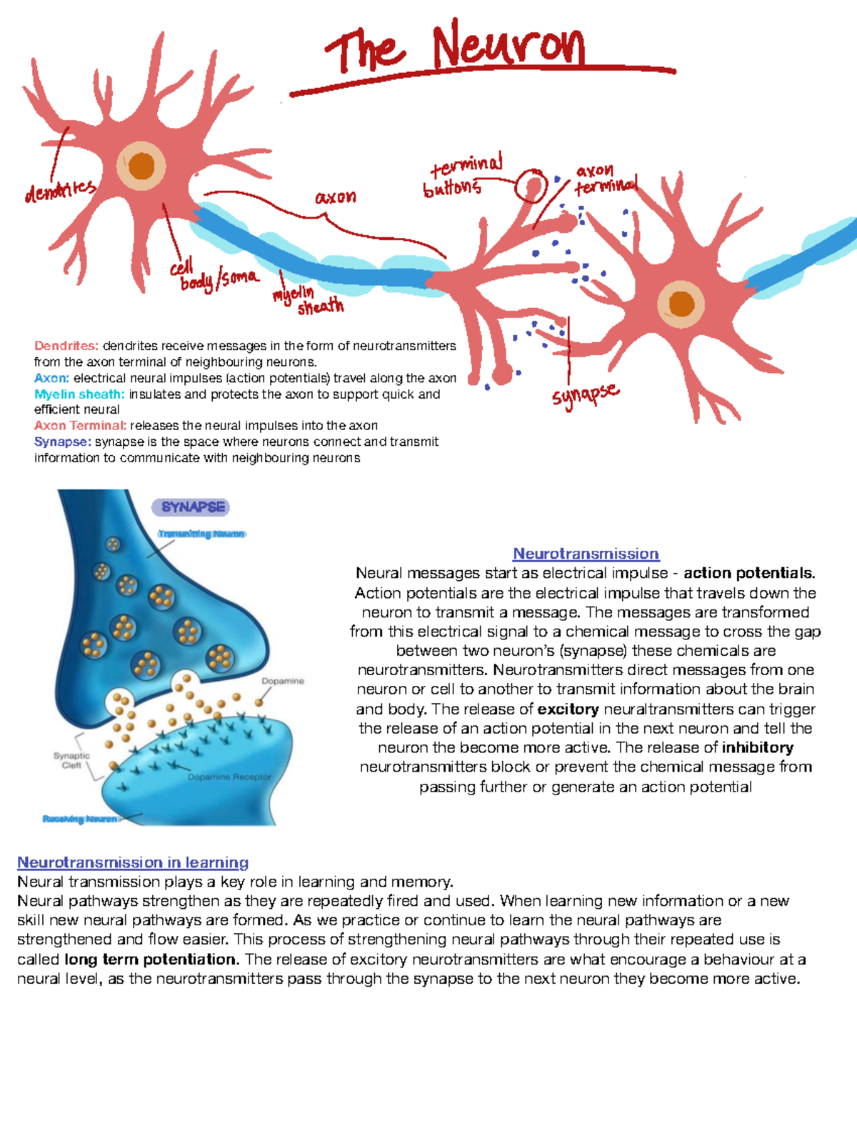 Psychology - Neuron Function and Neurotransmission Notes - Studocu