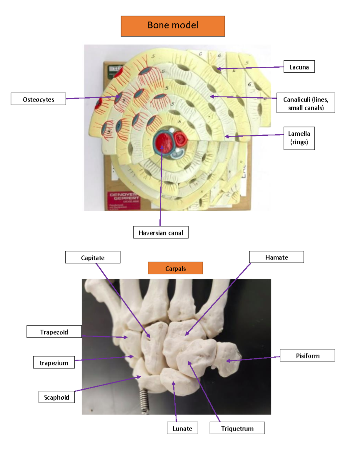 Appendicular Skeleton - Bone model Haversian canal Osteocytes Lacuna ...