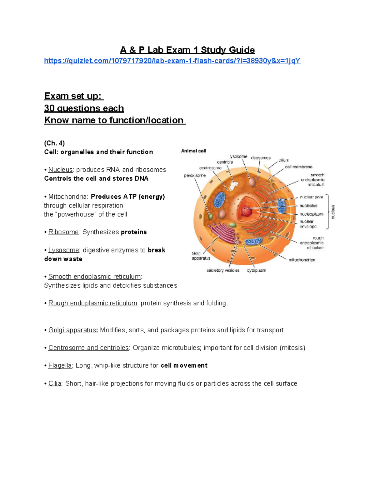 A&P Lab Exam 1 Study Guide: Epithelial & Connective Tissues - Studocu