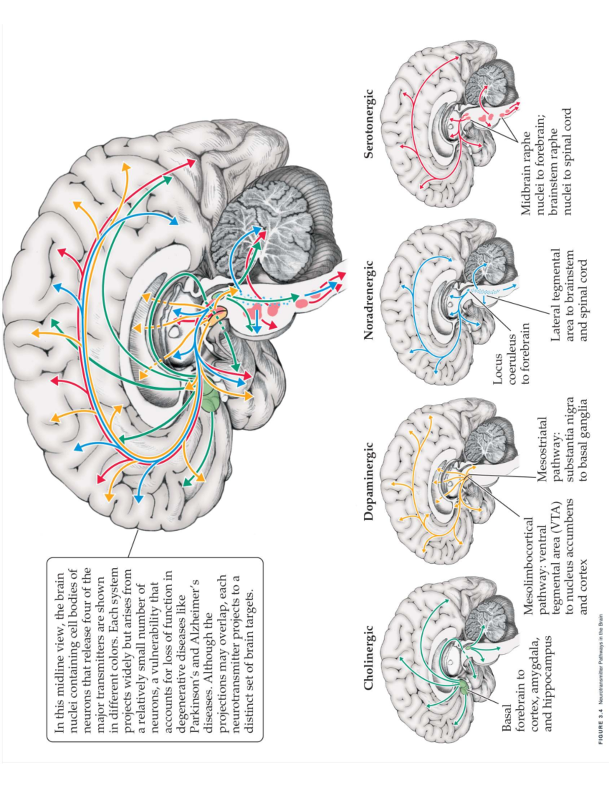 A1 PSYC3853 - Neurotransmitter Pathways in the Brain (Midline View ...