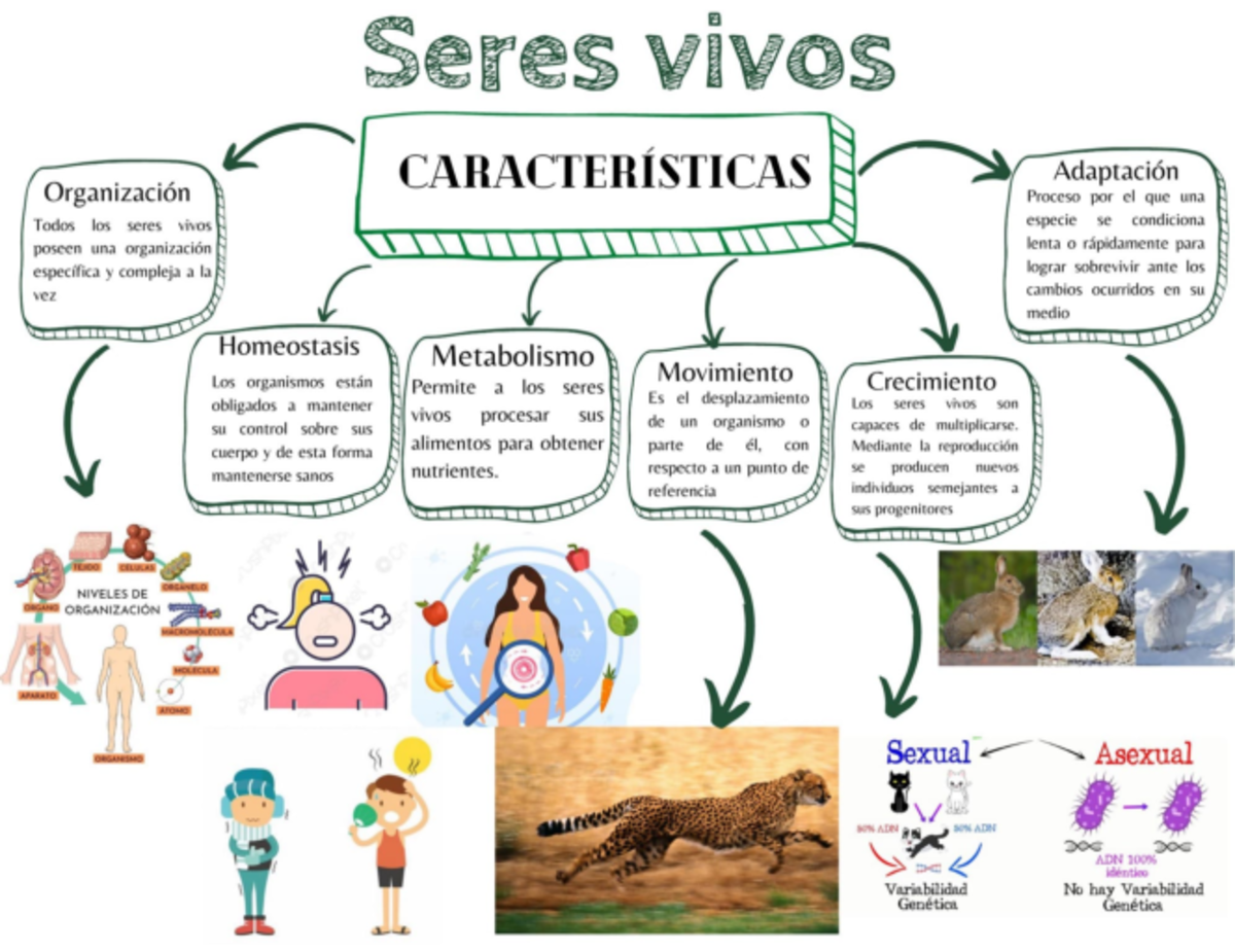 Características de los Seres Vivos: Organización y Adaptación - Studocu