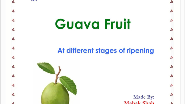 Chemistry Project: Oxalate Ion Content in Guava Fruit at Different ...