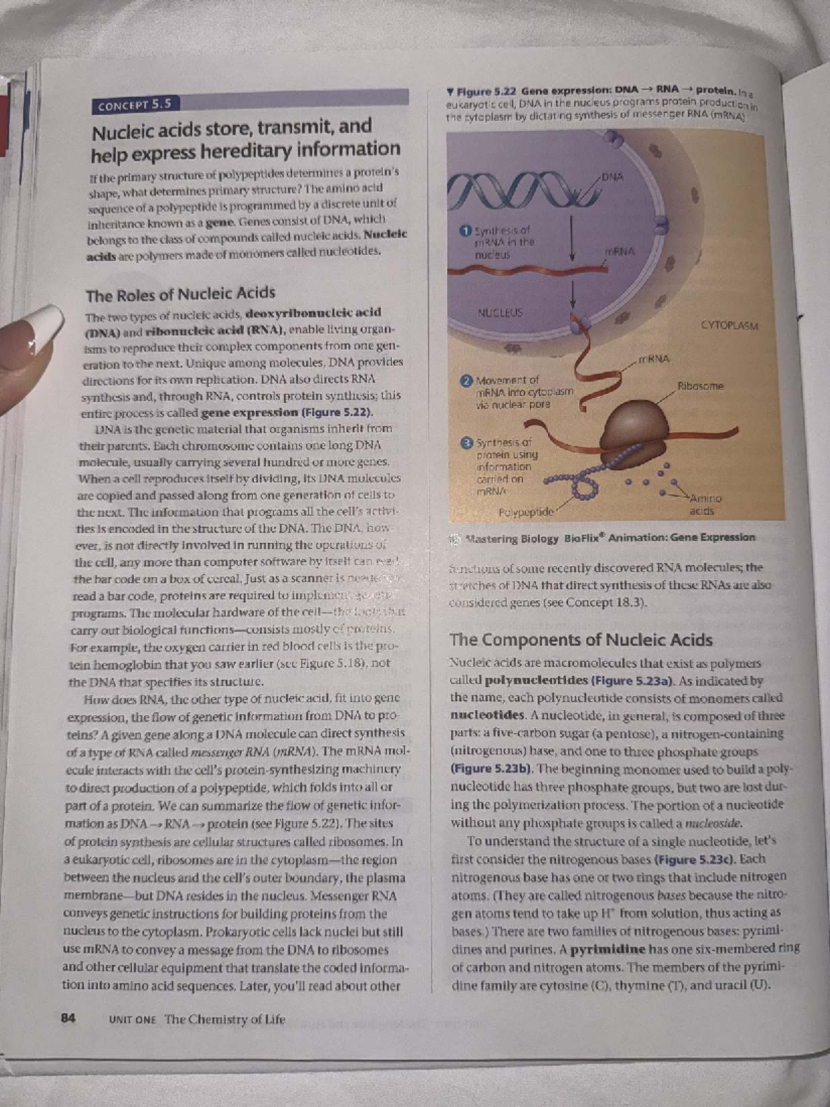 Biology 5: Gene Expression and Nucleic Acid Functions - Studeersnel