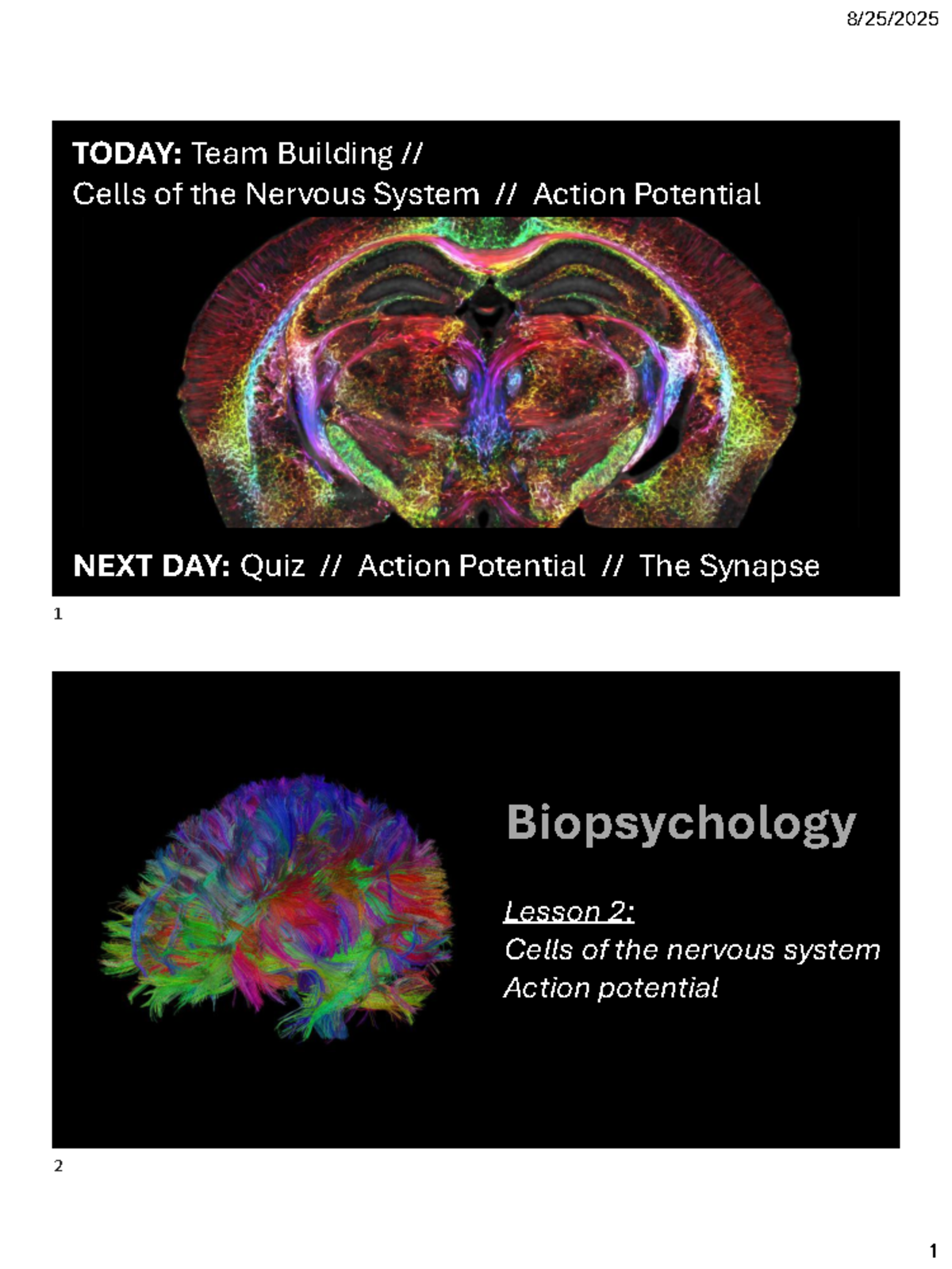 Cells of the Nervous System & Action Potential - BIOL 101 Notes - Studocu