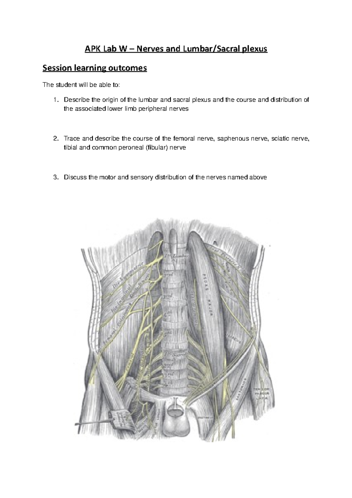 Worksheet W - Nerves of the Lumbar/Sacral Plexus (APK Lab) - Studocu