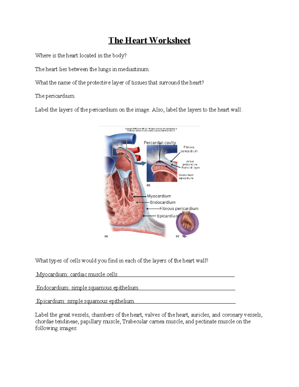 Week 2 Assignment: Heart Anatomy & Cardiac Function Worksheet - Studocu