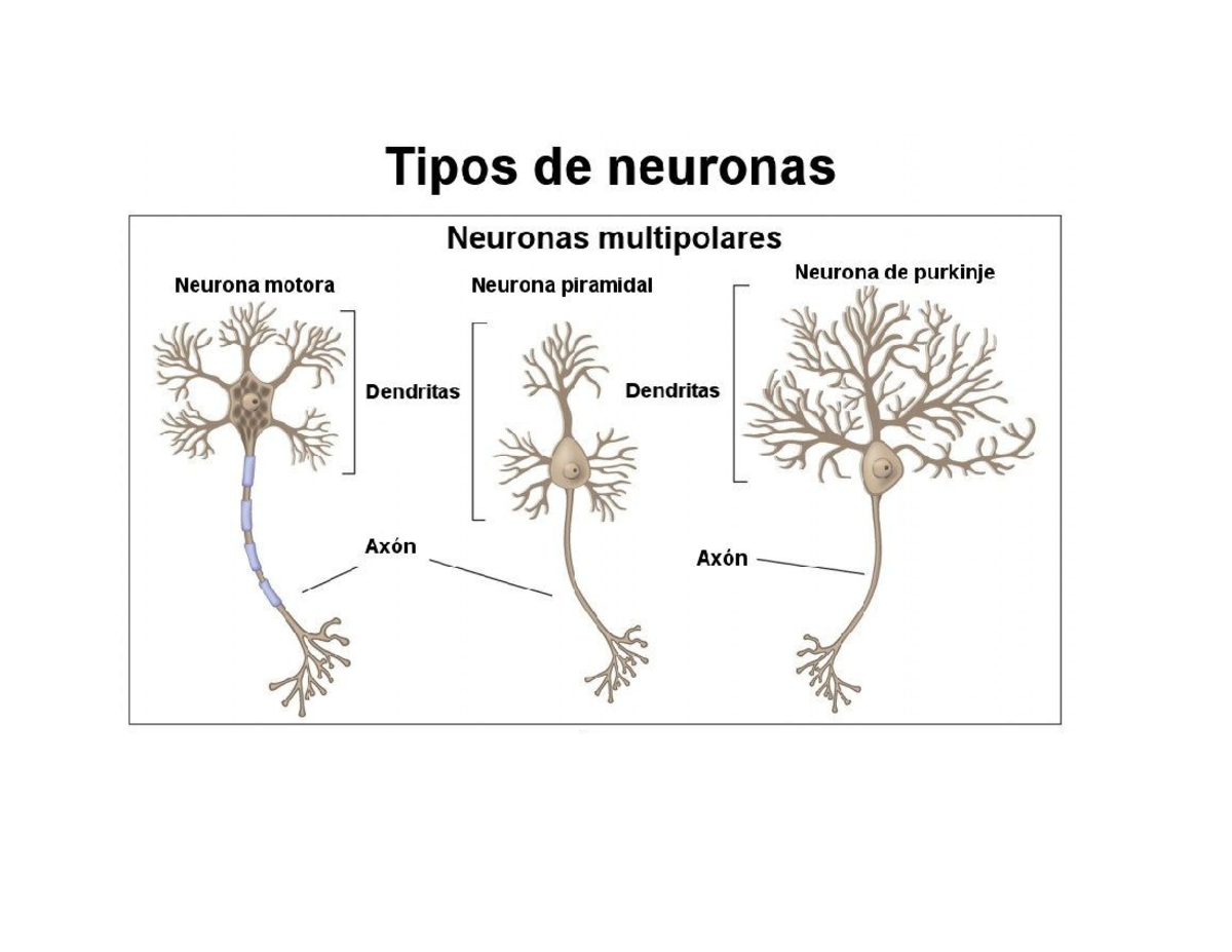 Tipos de Neuronas y Funciones del Sistema Nervioso Simpático - Studocu