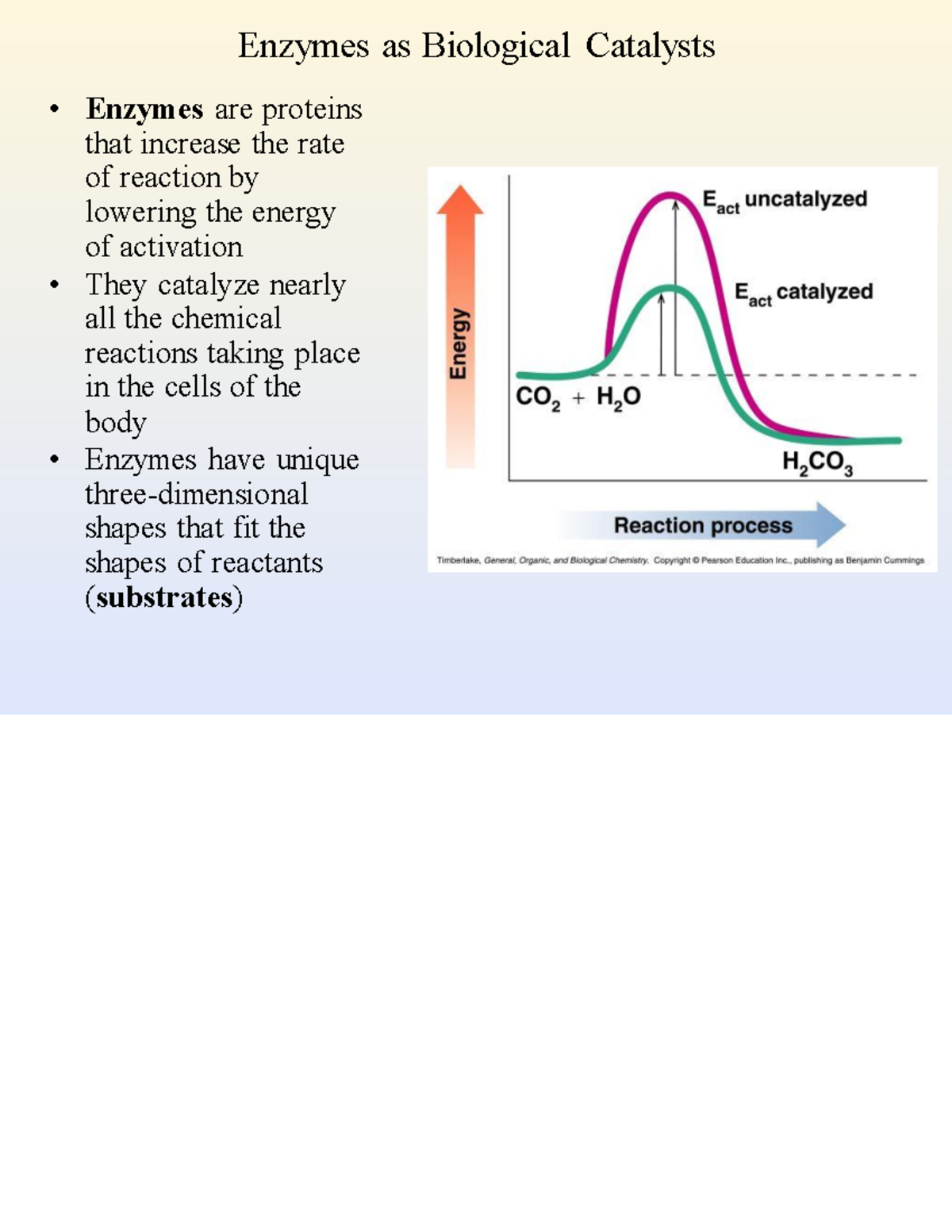 Enzymes as Biological Catalysts - Overview and Key Concepts - Studocu