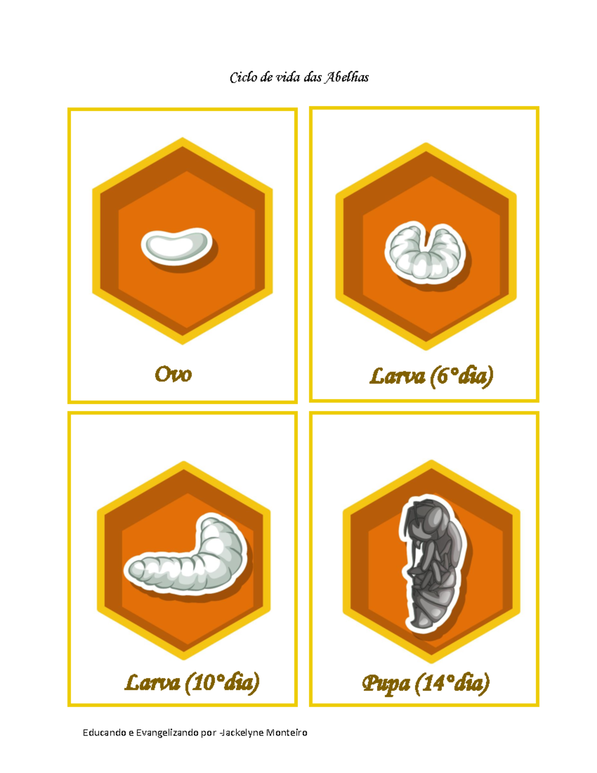 Ciclo de Vida das Abelhas: Fases e Funções na Colmeia - Studocu