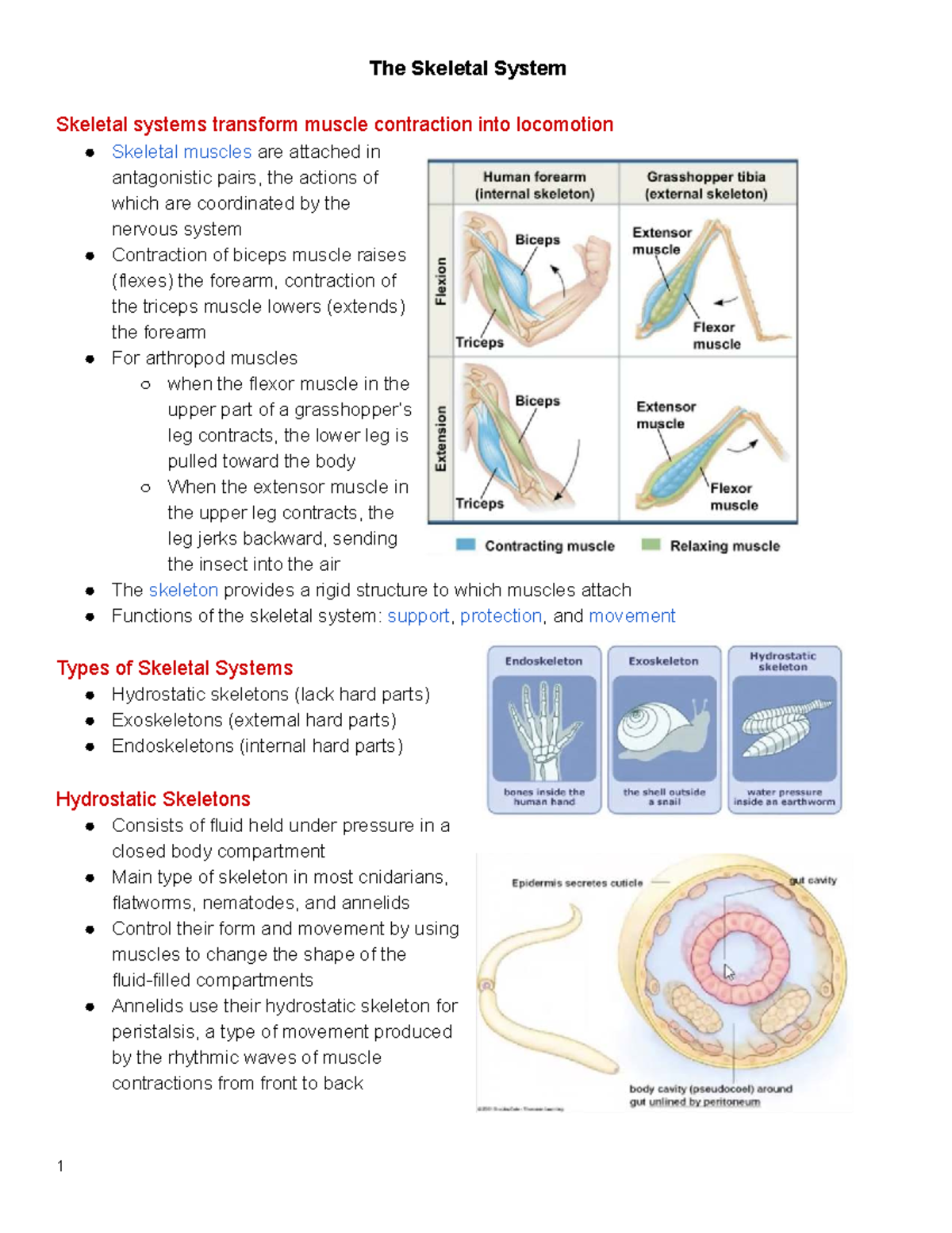 Skeletal System: Types, Functions, and Locomotion Mechanisms - Studocu