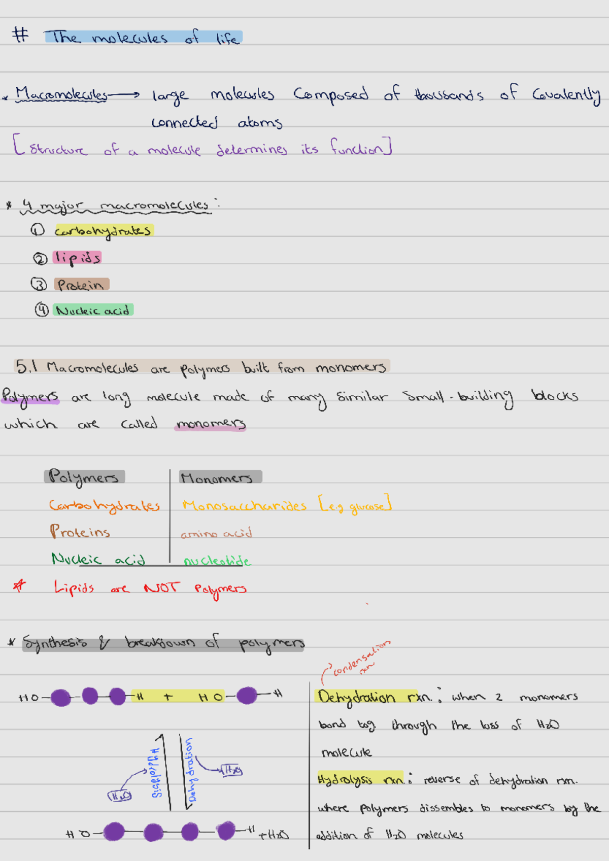 05 The Molecules of Life: Macromolecules and Their Functions - Studocu