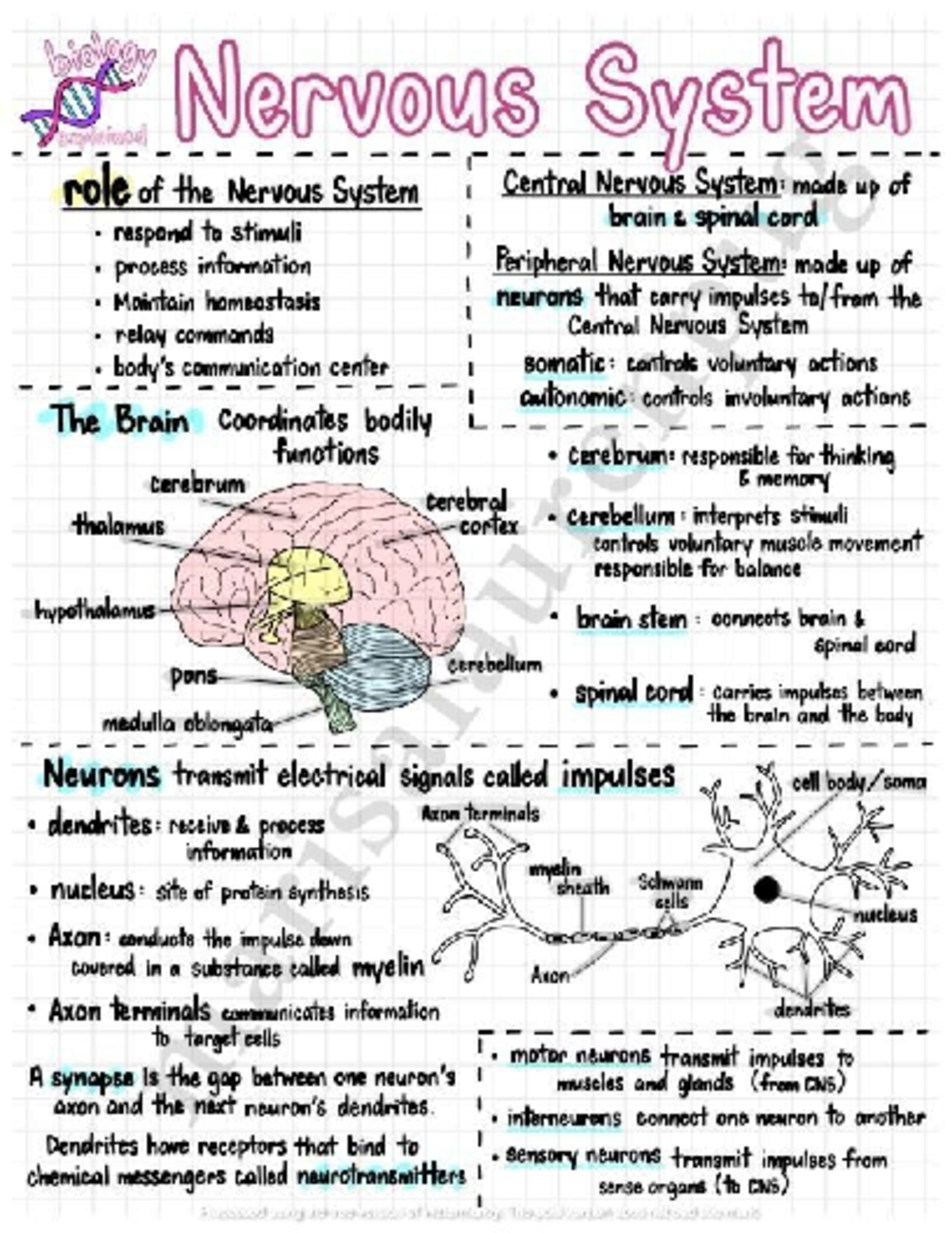 Biology Lecture Notes: Nervous System Overview and Functions - Studocu