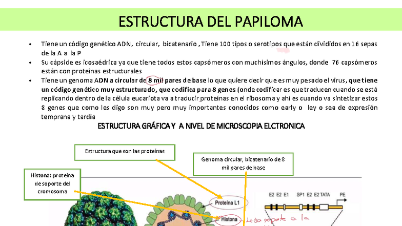 Estructura y Patogénesis del Virus del Papiloma Humano (VPH) - Estudio ...