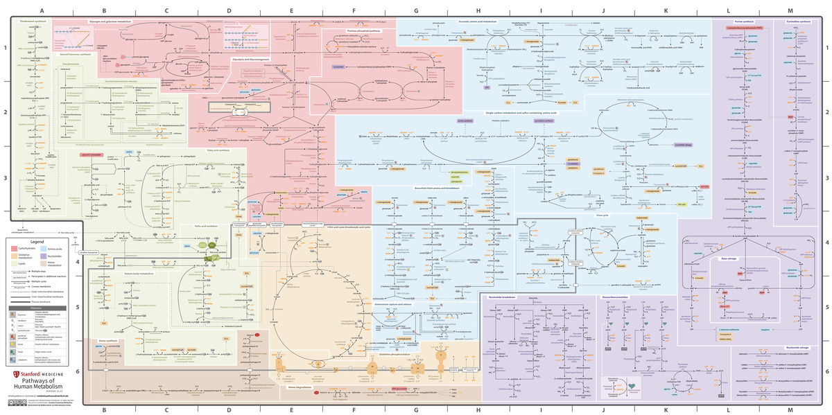 Metabolisme Metabole Paden: Cholesterol, Glycogen, and Amino Acid ...