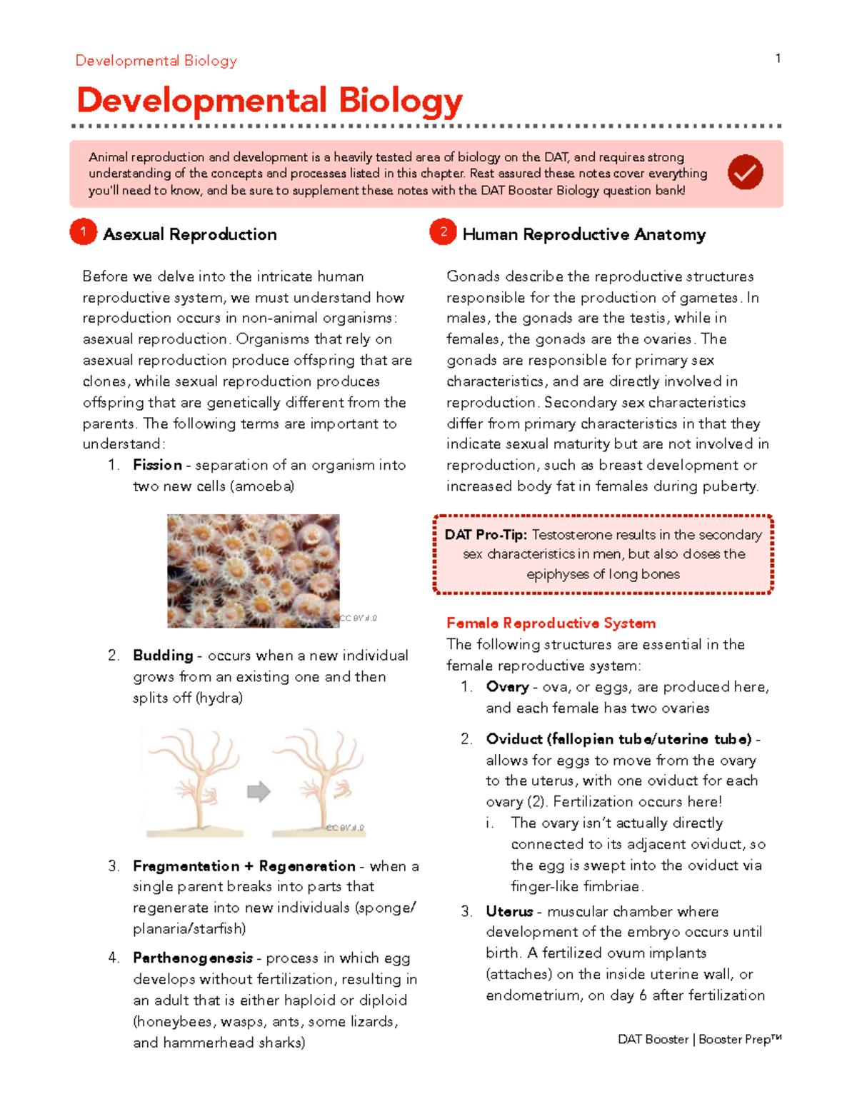 Developmental Biology: An Overview of Human Reproduction and ...