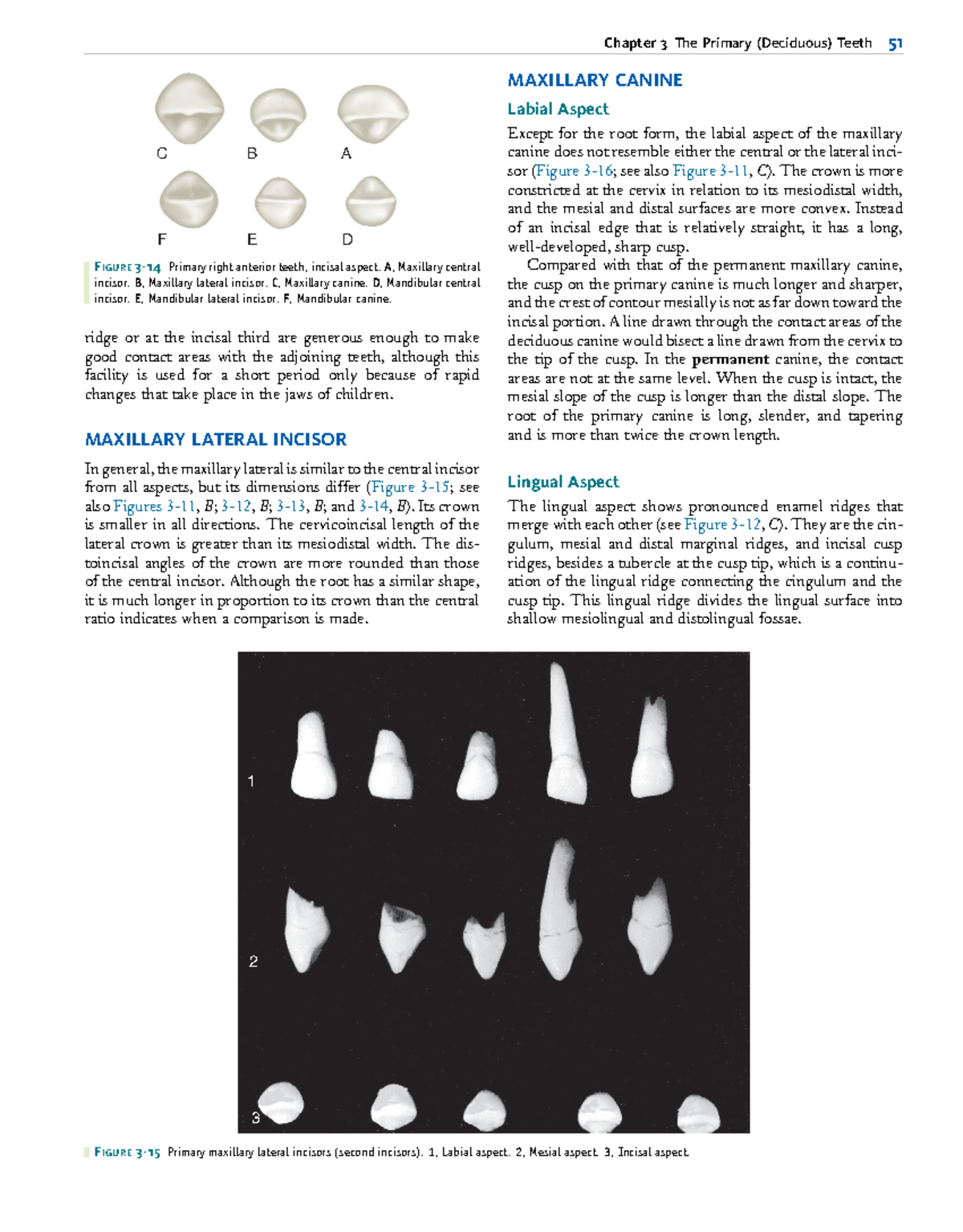 Detailed Study of Primary Deciduous Teeth in Dentistry (Dent 101) - Studocu