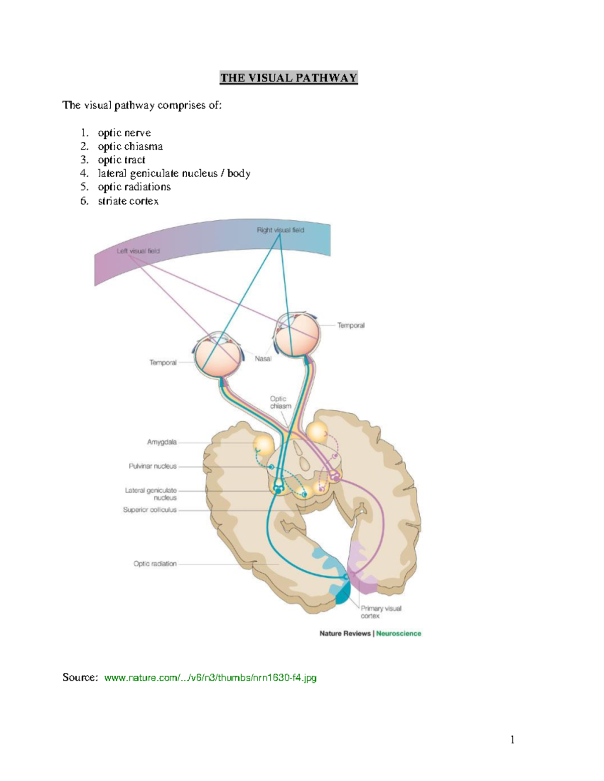 Visual Pathway Overview: Optic Nerve, Chiasma, & Cortical Processing - Studocu