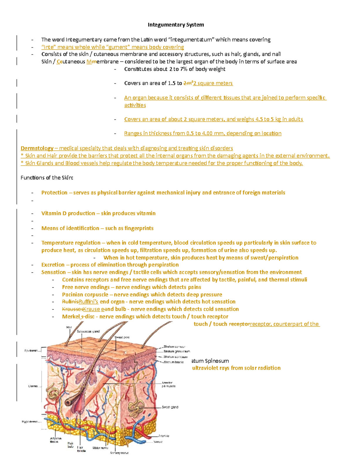 Integumentary System Notes - Integumentary System The word ...