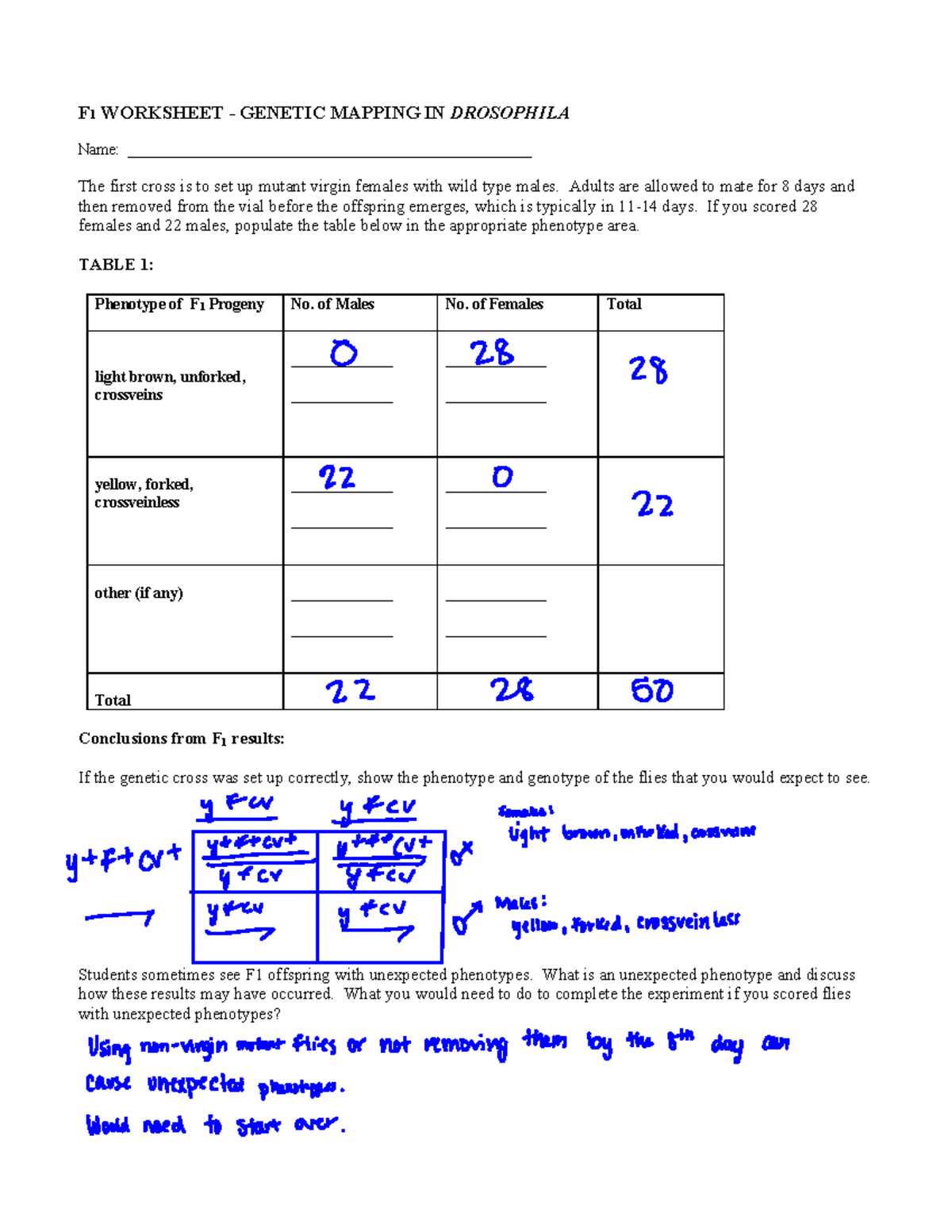 Genetic Mapping F1 Worksheet - Drosophila Lab Exercise - Studocu