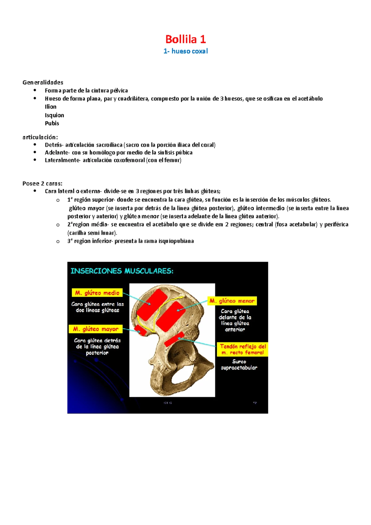 Corazón entrega 2 - Anatomía humana - Cuáles son los surcos del corazón ...