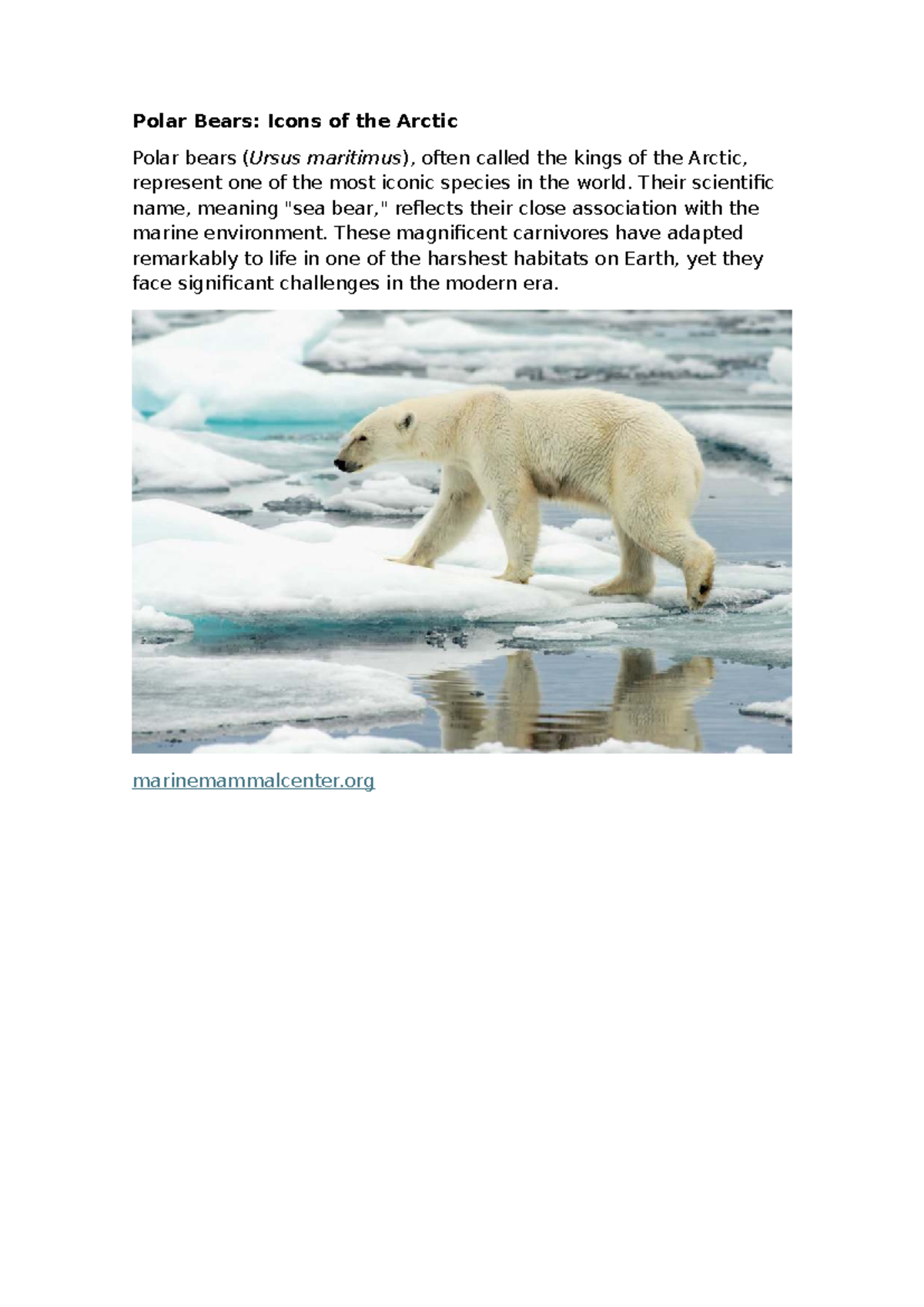 Polar Bears: Adaptations, Diet, and Conservation Challenges - Studocu