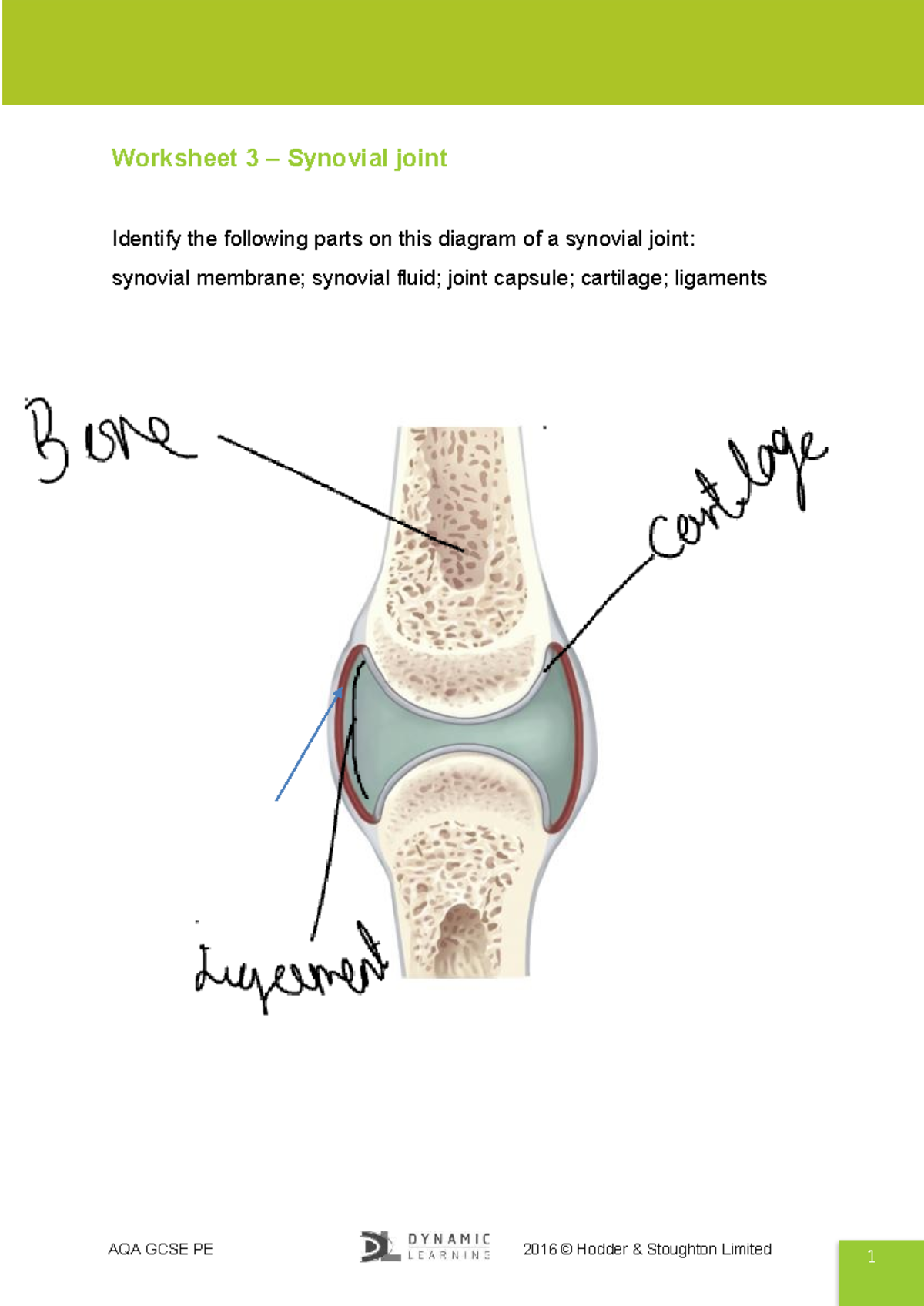 Identify Synovial Joint copy - Chapter 1 Applied anatomy and physiology ...