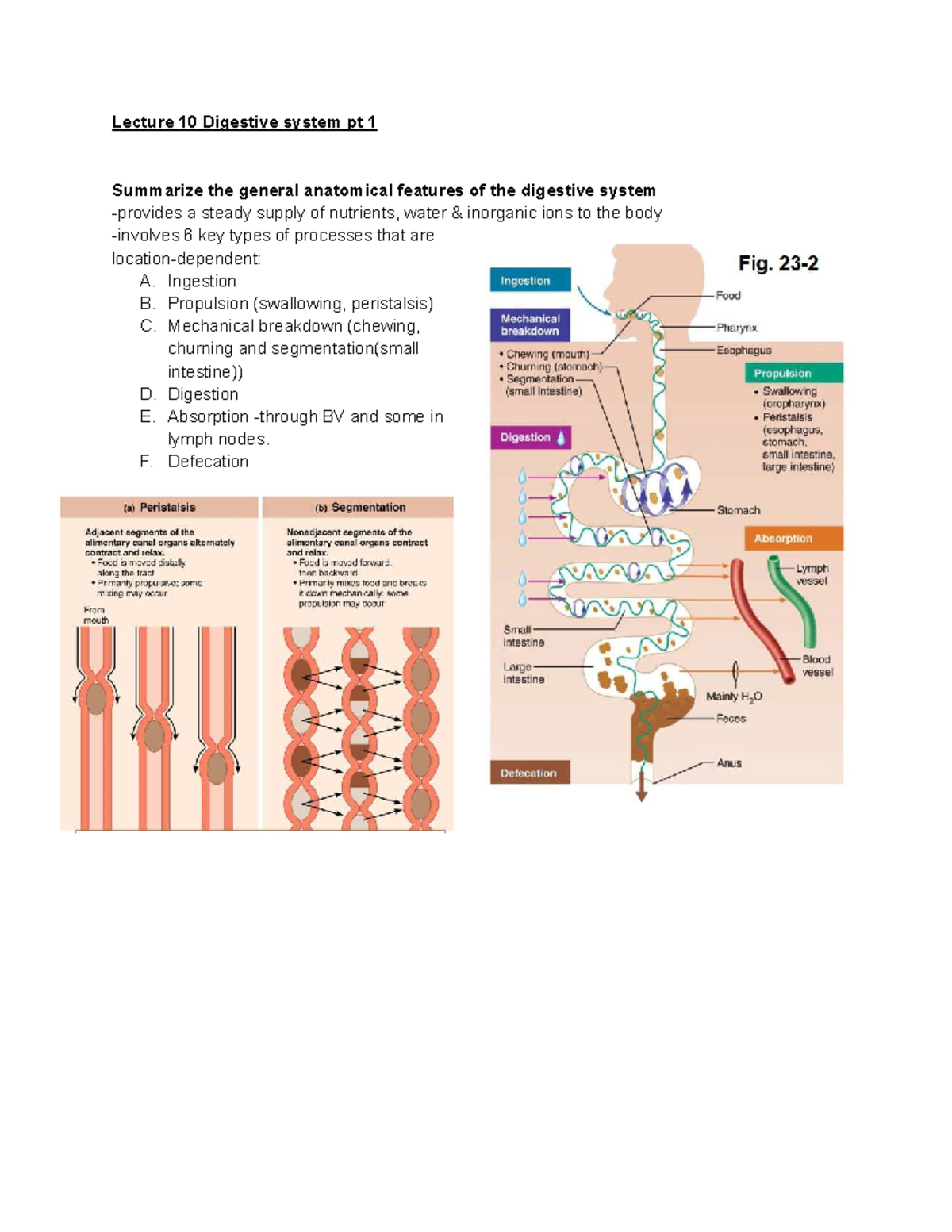 Lecture 10 & 11: Digestive System Overview (GI 101) - Studocu