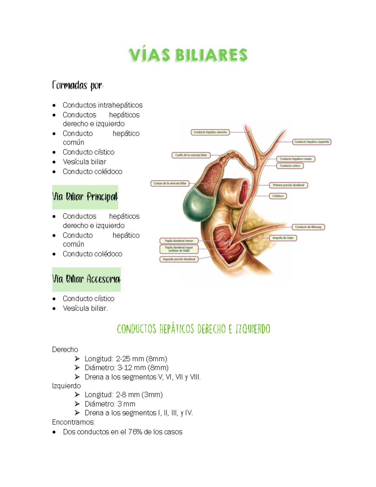 Vesícula Biliar y Conductos Biliares: Conducto Hepático Común, Cístico ...