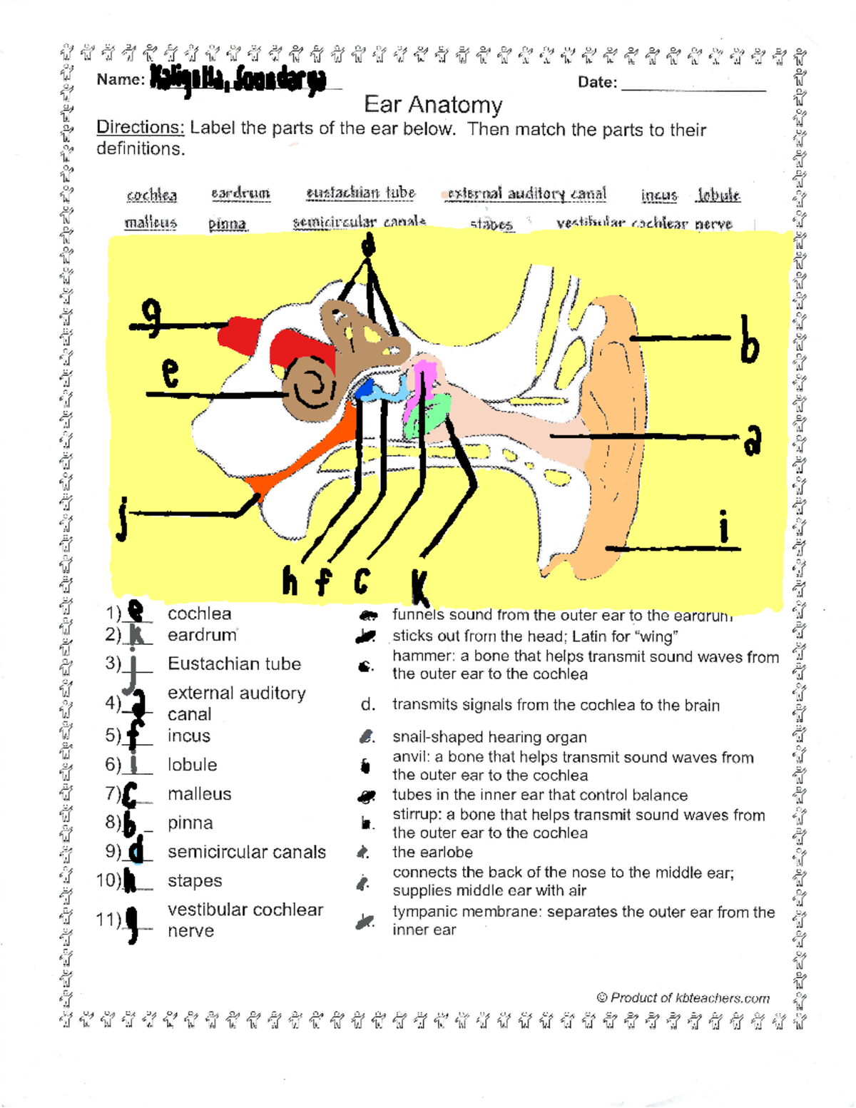 Ear Anatomy Diagram Labeled Vrogueco