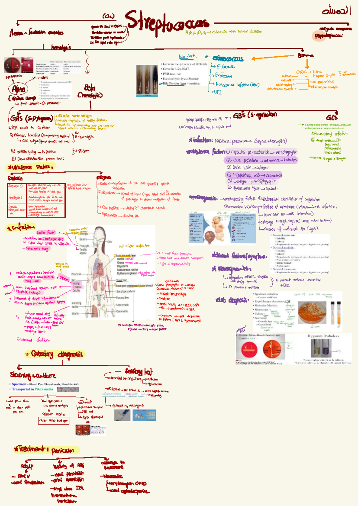 Streptococcus Summary: Key Points on Hemolytic Bacteria and Human ...