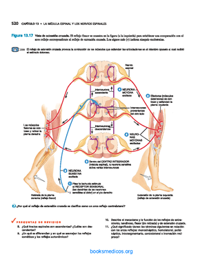 Reflejos - Resumen de fisiologia - Exploración del reflejo rotuliano ...