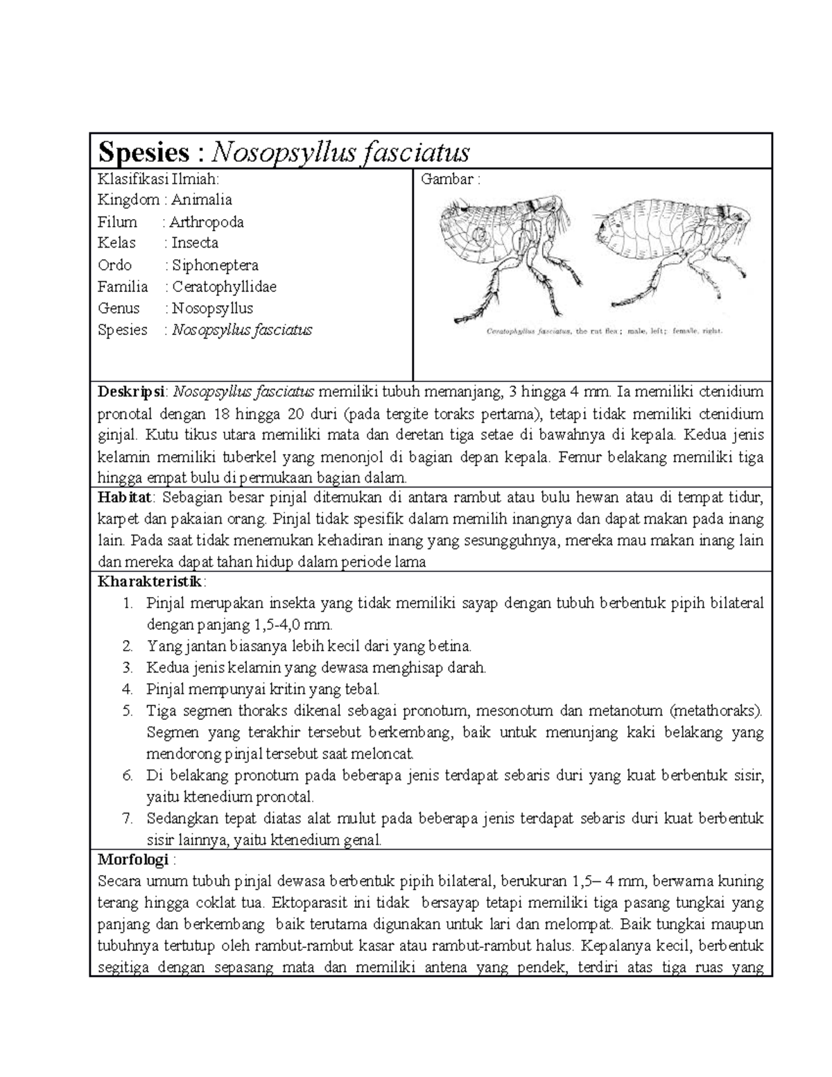 Klasifikasi dan Deskripsi Spesies Nosopsyllus fasciatus (ZOO101) - Studocu