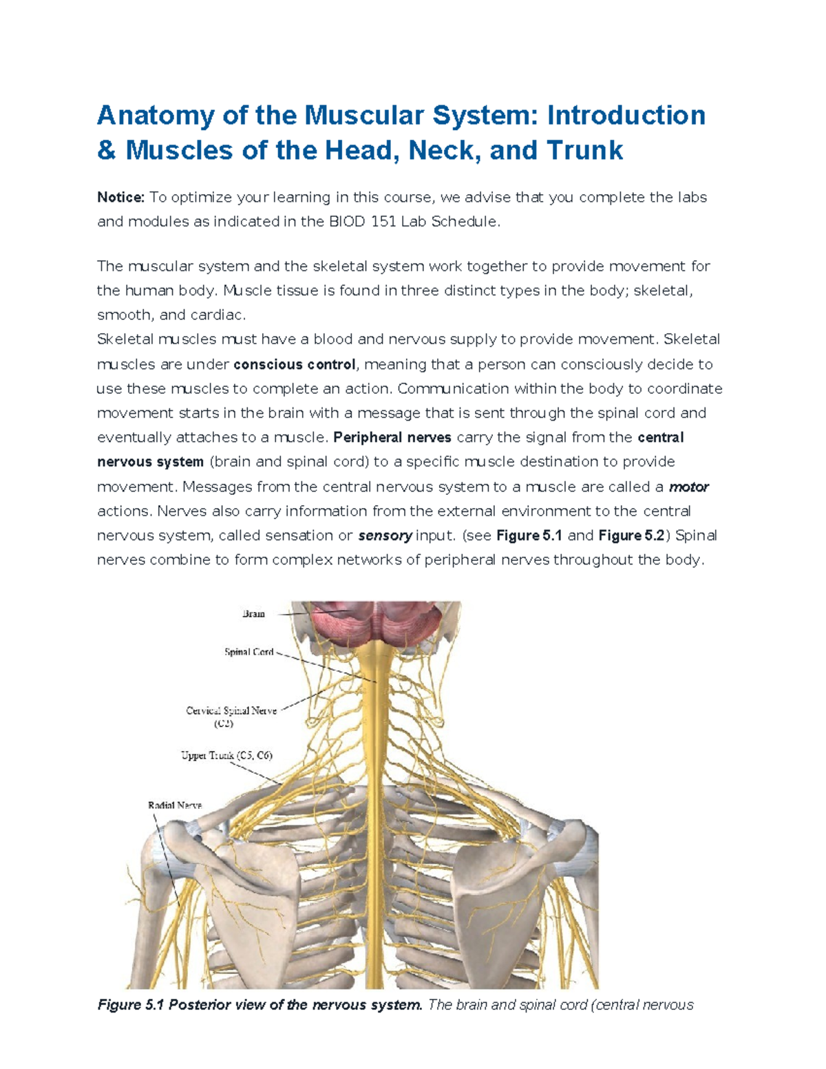BIOD 151 Module 5: Anatomy of the Muscular System Overview - Studocu