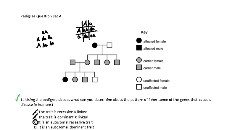 Human Genetics - Pedigree Question Set A Analysis - Studocu