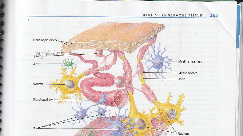 HW 04.10 Nervous Tissue: Structure, Classification, and Functions - Studocu