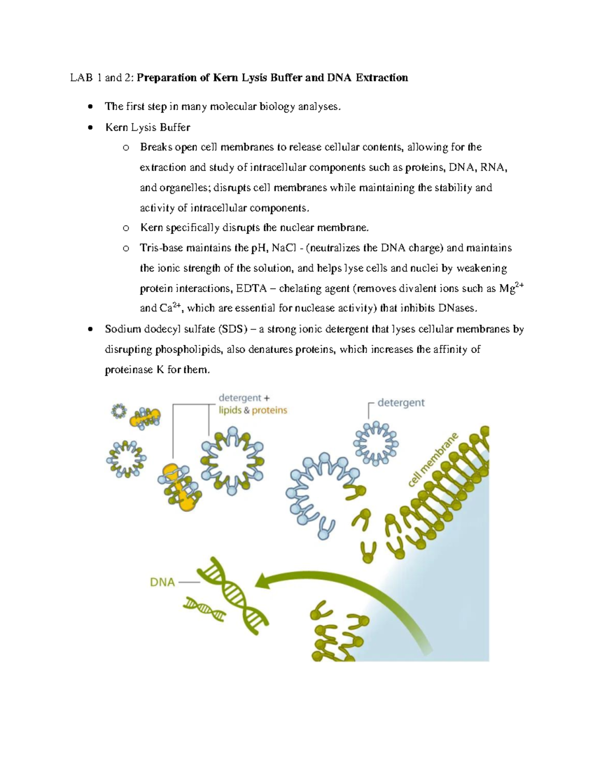LAB Exam Prep: Kern Lysis Buffer, DNA Extraction & Quantification ...