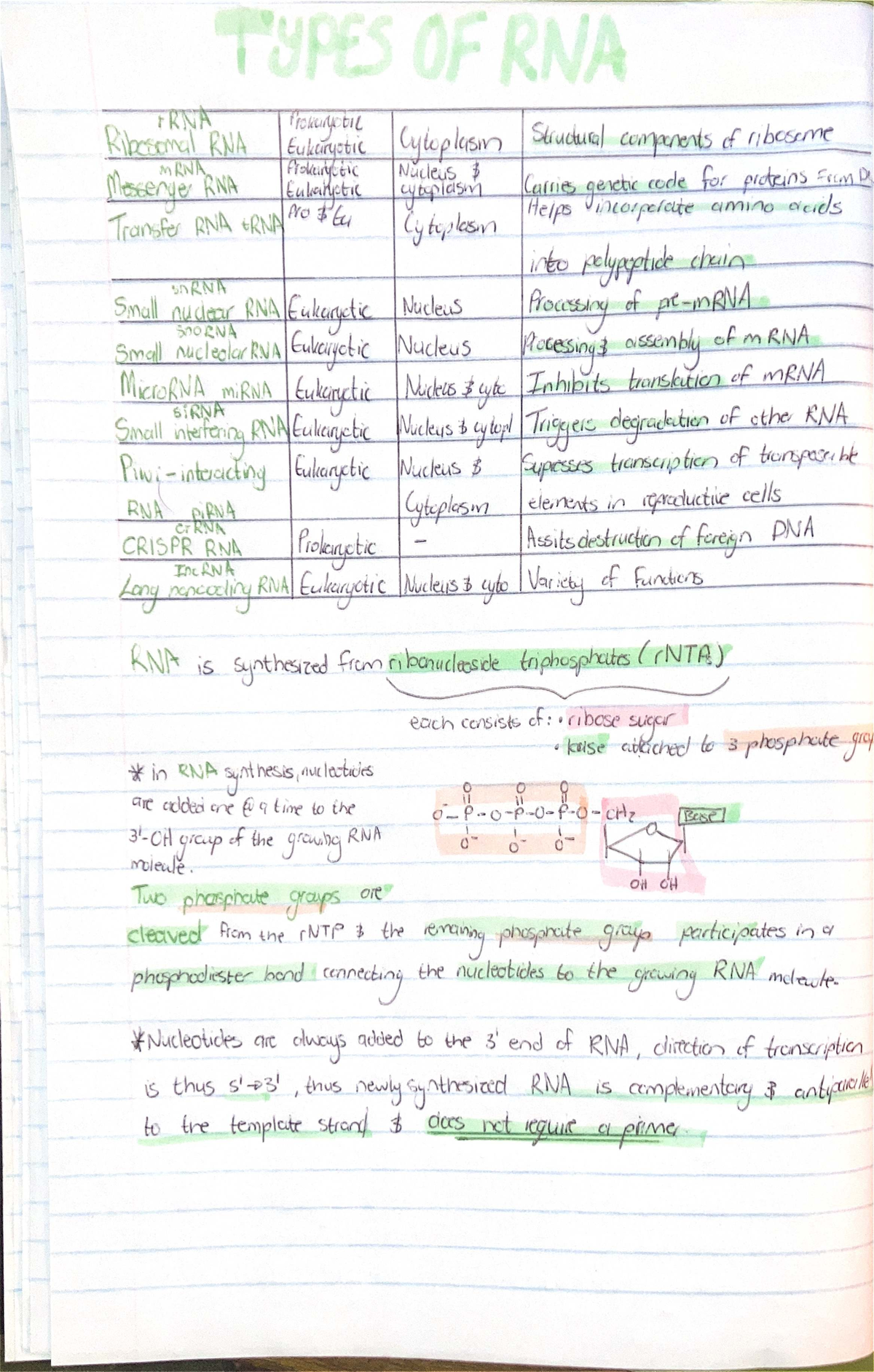 Types of RNA and Their Functions: A Comprehensive Overview - Studocu