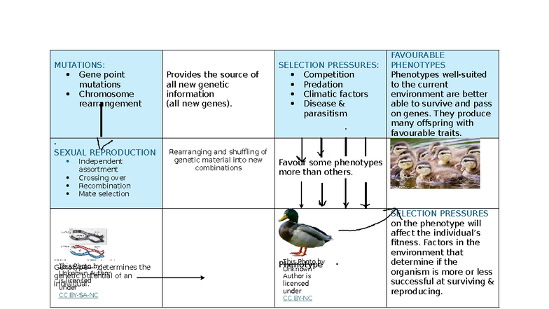 MUTATIONS & SELECTION PRESSURES: Overview of Genetic Variation - Studocu