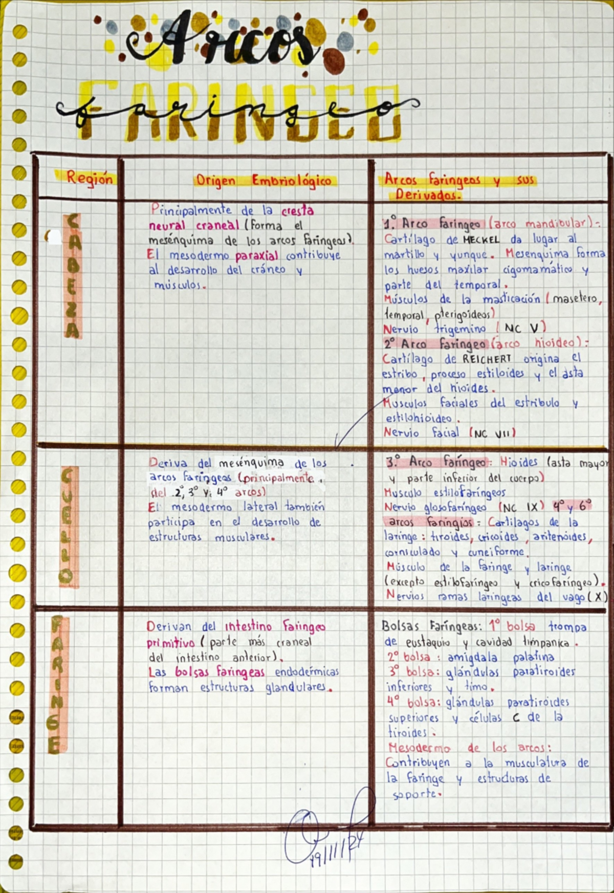 Tabla de arcos faringeos, bolsas faringeas, hendiduras y membranas ...