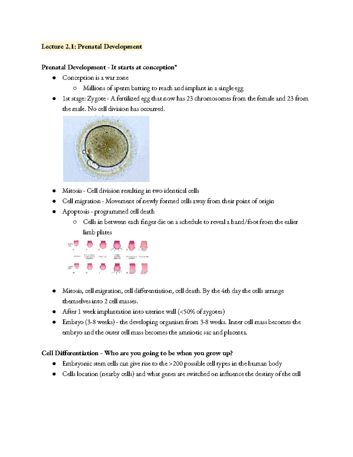 Psychology 130: Lecture 2.1 - Prenatal Development Insights - Studocu