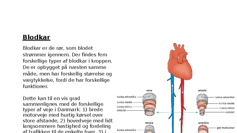Blodkar - Noter om Struktur og Funktion af Blodkar i Kroppen - Studocu