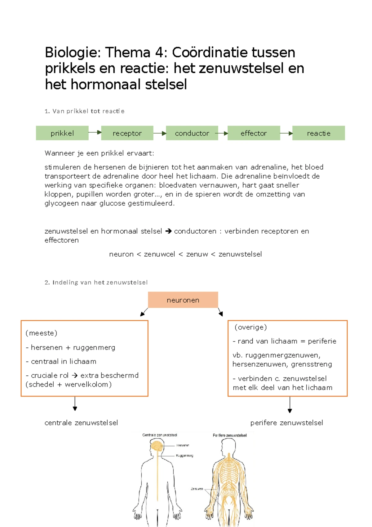 Thema 3: Effectoren en Hun Reacties op Prikkels - Spieren en Klieren ...