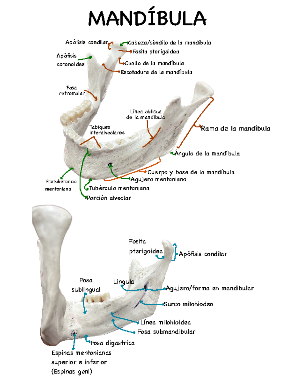 Anatomía de la Mandíbula y Estructuras Asociadas - ANAT 2023 - Studocu