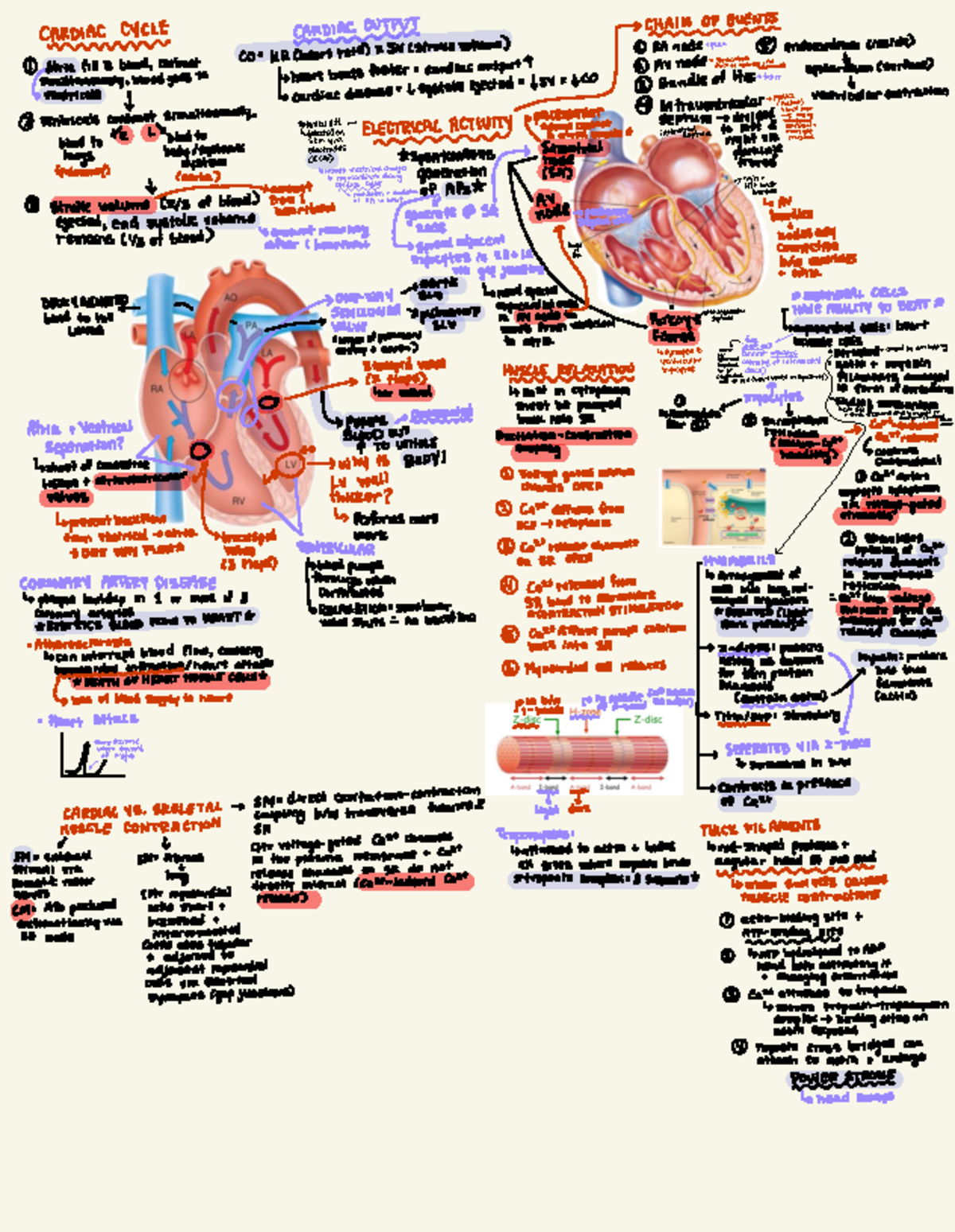 BIOM Practice & Study - Summary Human Anatomy and Physiology I ...