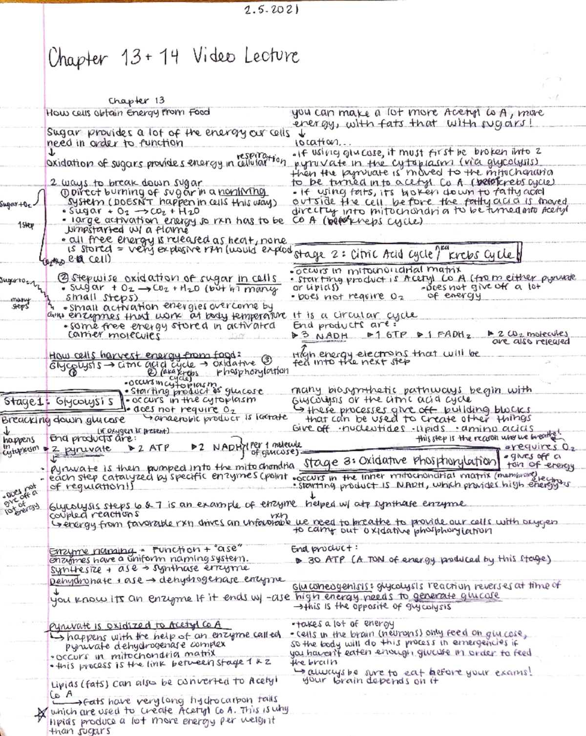 Cell Biology Lecture Notes for Chapters 13, 14, 4 - 2.5 Chapter 13 14 ...