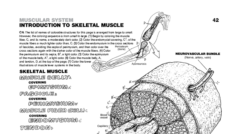 MUSCULAR SYSTEM COLORING GUIDE CN: Anatomy Coloring Book - Studocu